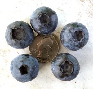 Superior Berries